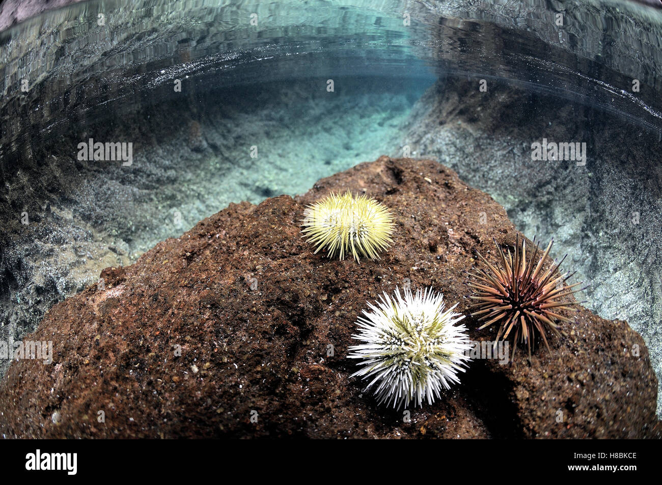 Sea Urchin (Echinometra viridis) group in tidepool, Saba, Caribbean ...