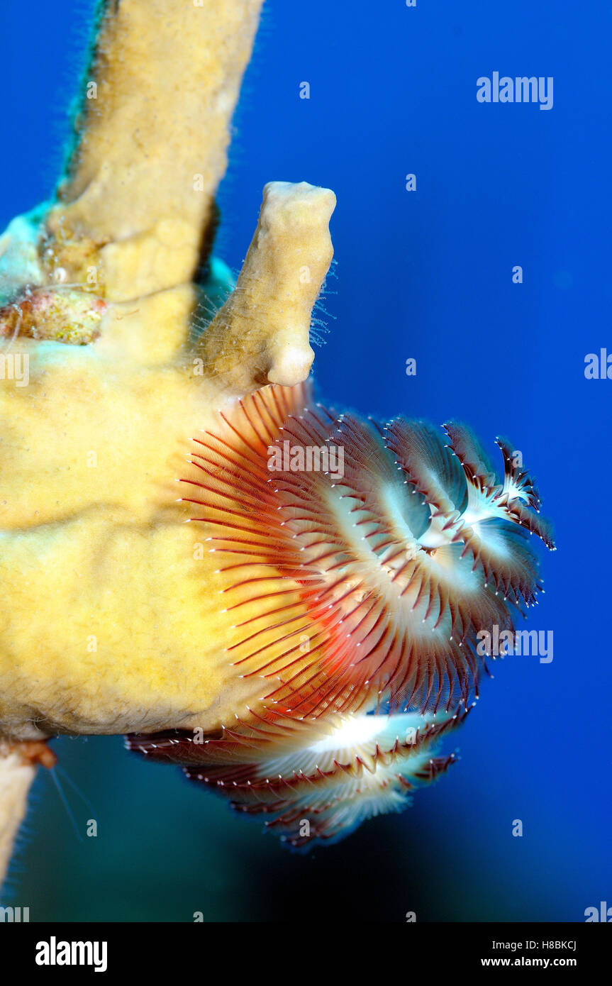 Christmas Tree Worm (Spirobranchus giganteus) on stony coral, Saba ...