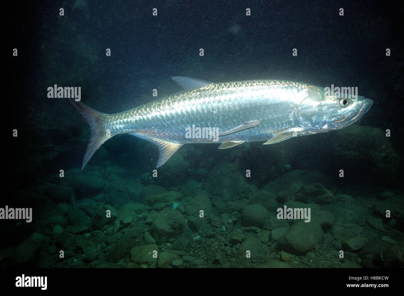 Atlantic Tarpon (Megalops atlantica), Saba, Caribbean Stock Photo - Alamy