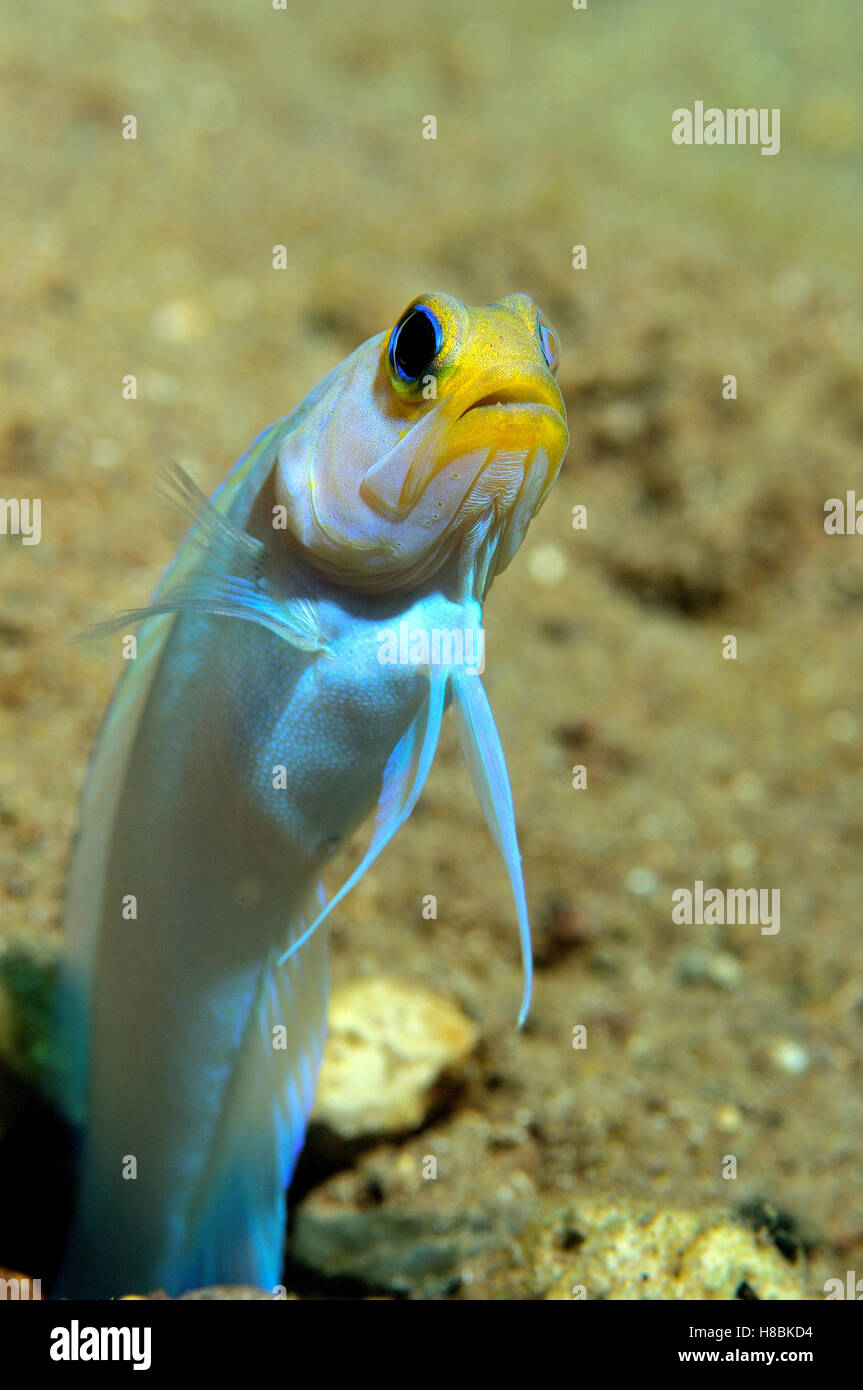 Yellowhead Jawfish (Opistognathus aurifrons), Saba, Caribbean Stock ...