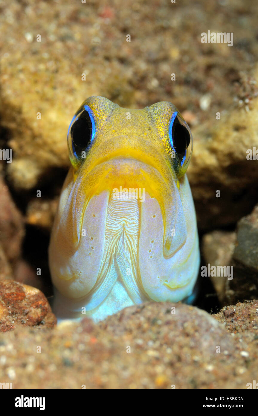 Yellowhead Jawfish (Opistognathus aurifrons) emerging from burrow, Saba ...