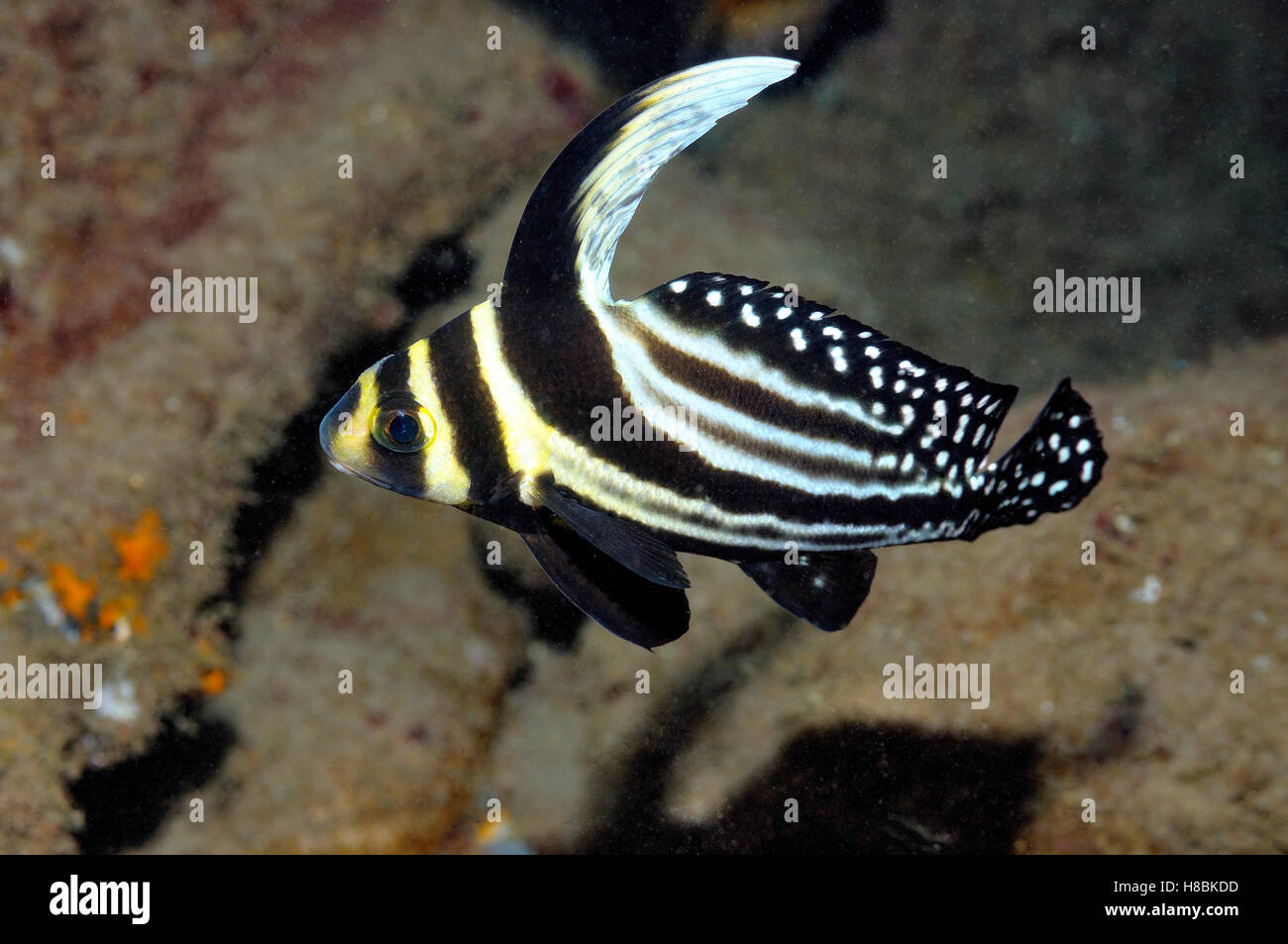 Spotted Drum (Equetus punctatus), Saba, Caribbean Stock Photo - Alamy