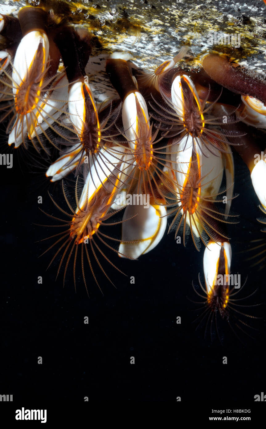 Duck Barnacle (Lepas anatifera) group on the hull of a boat with filter ...