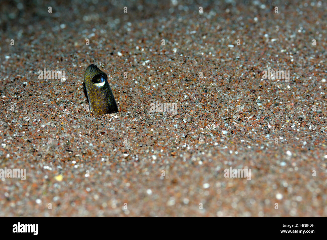 Brown Garden Eel (Heteroconger longissimus) emerging from burrow in ...