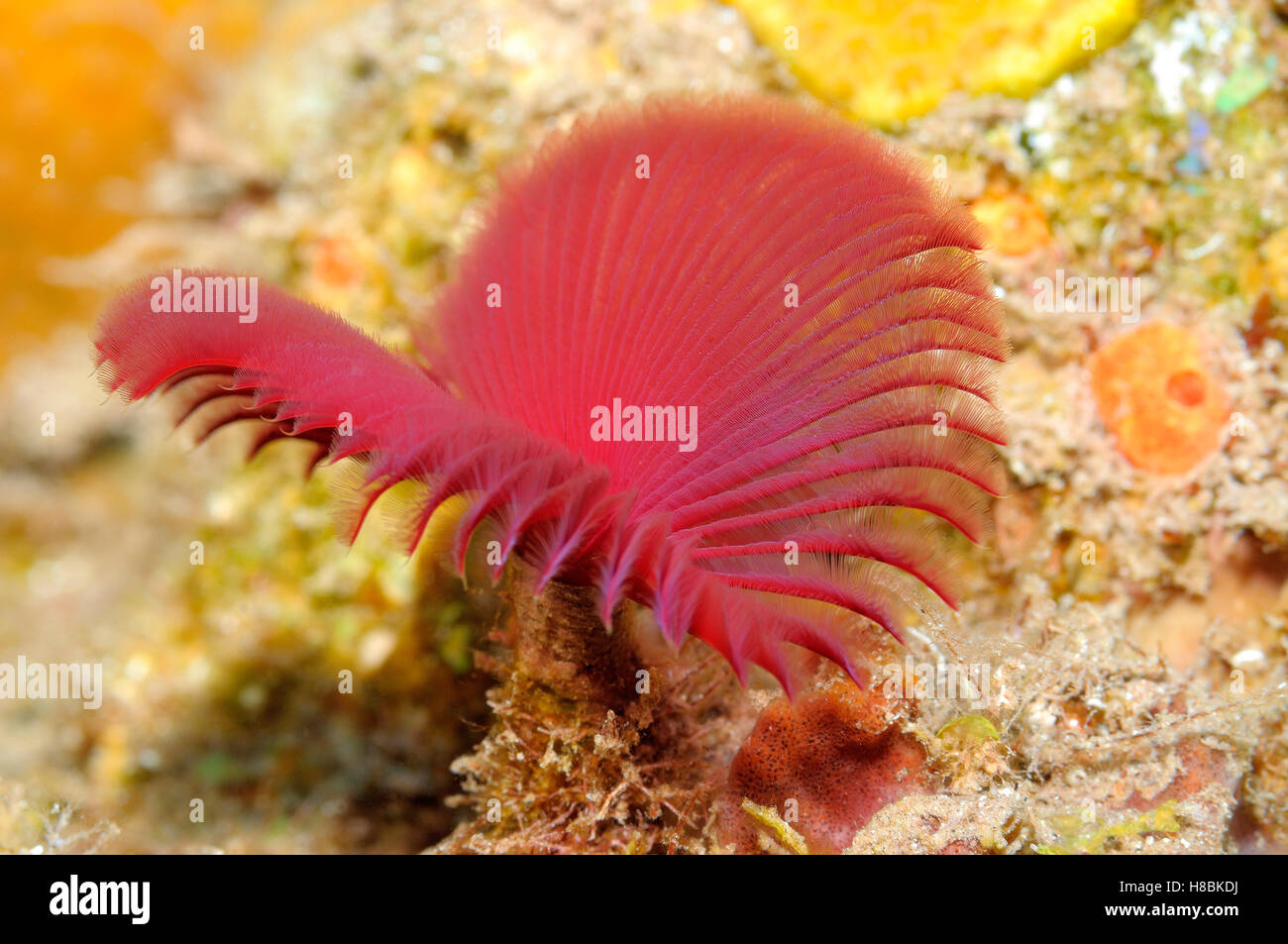 Star Horseshoe Worm (Pomatostegus stellatus) emerging from burrow, Saba ...