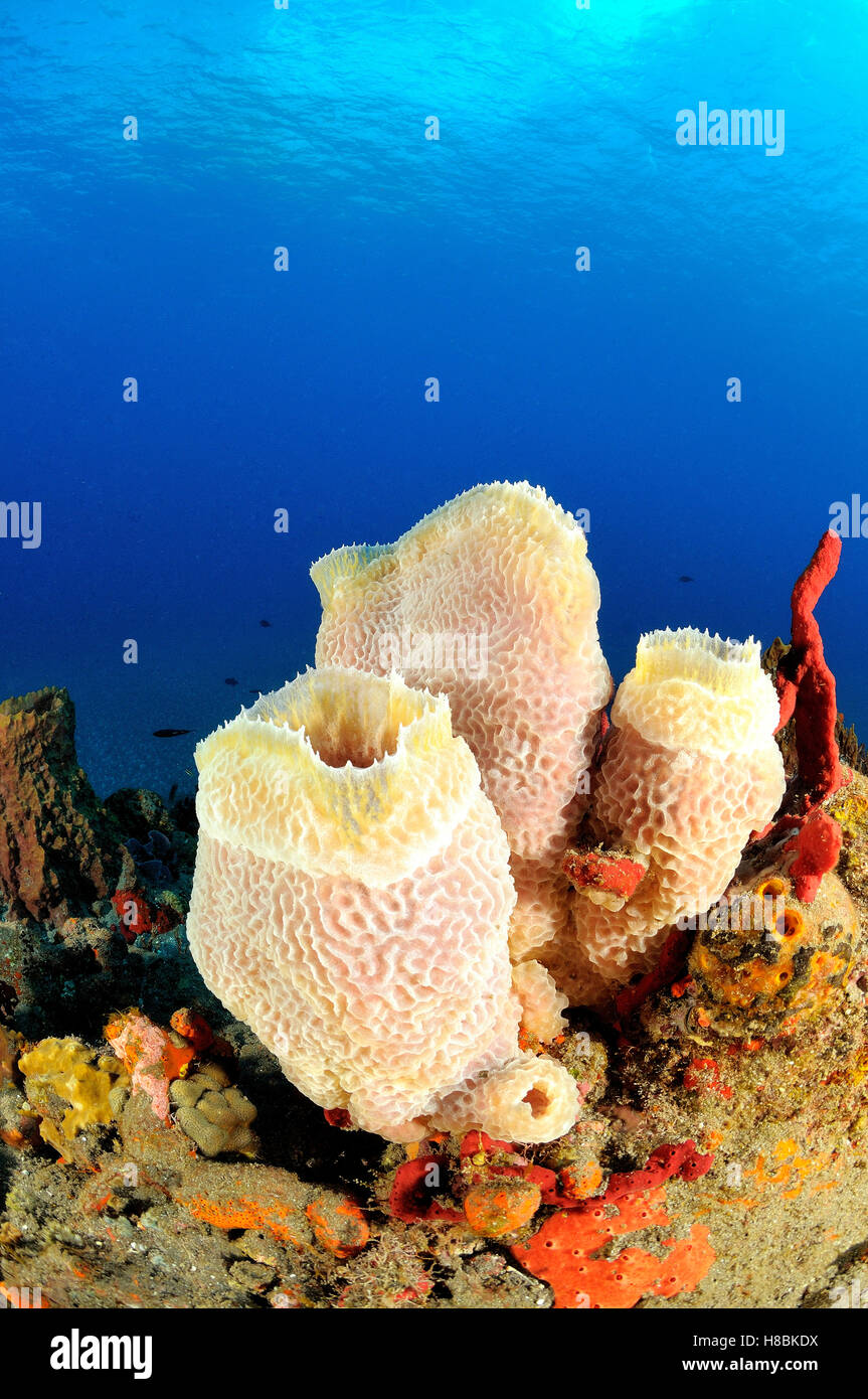 Pink Vase Sponge (Niphates digitalis) on coral reef, Saba, Caribbean ...