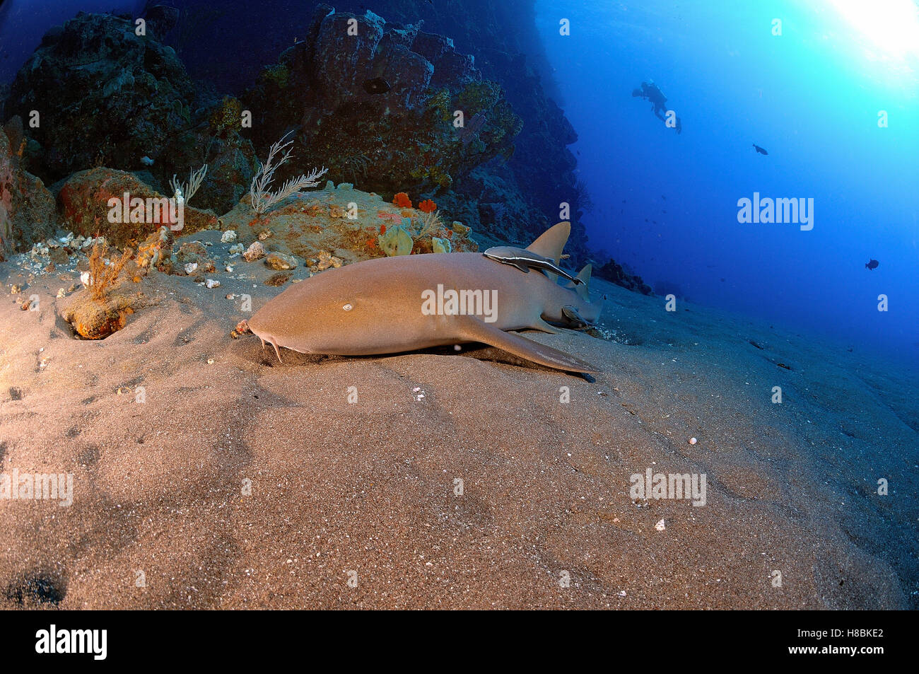 Short-tail Nurse Shark (Ginglymostoma cirratum) with diver, Saba ...