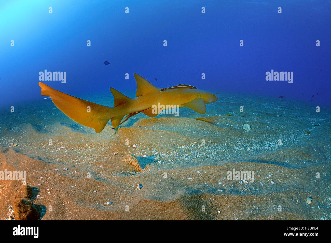 Short-tail Nurse Shark (Ginglymostoma cirratum) at the bottom, Saba ...