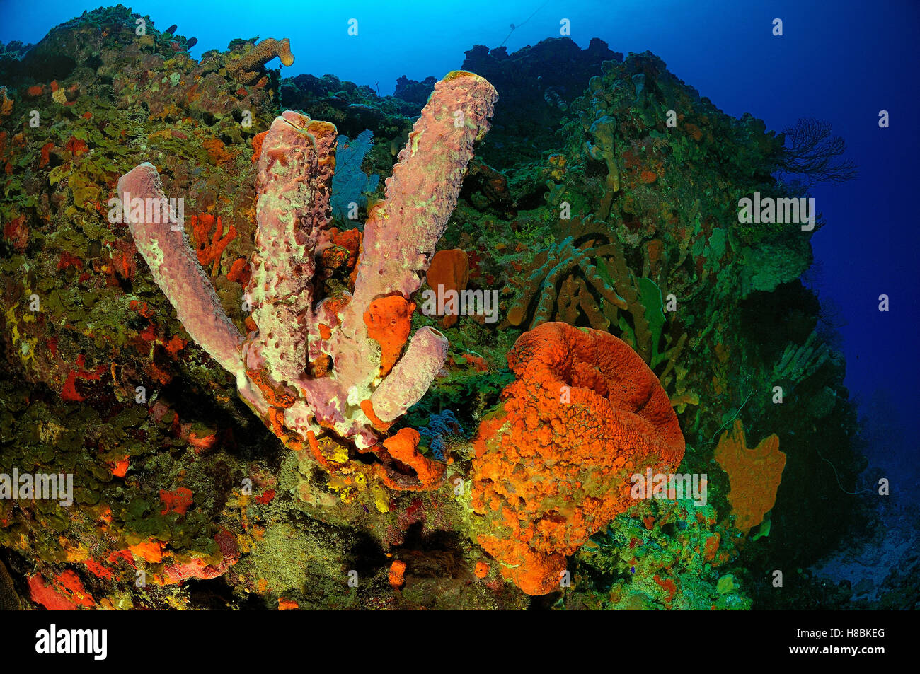 Sponge on coral reef, Saba, Caribbean Stock Photo - Alamy