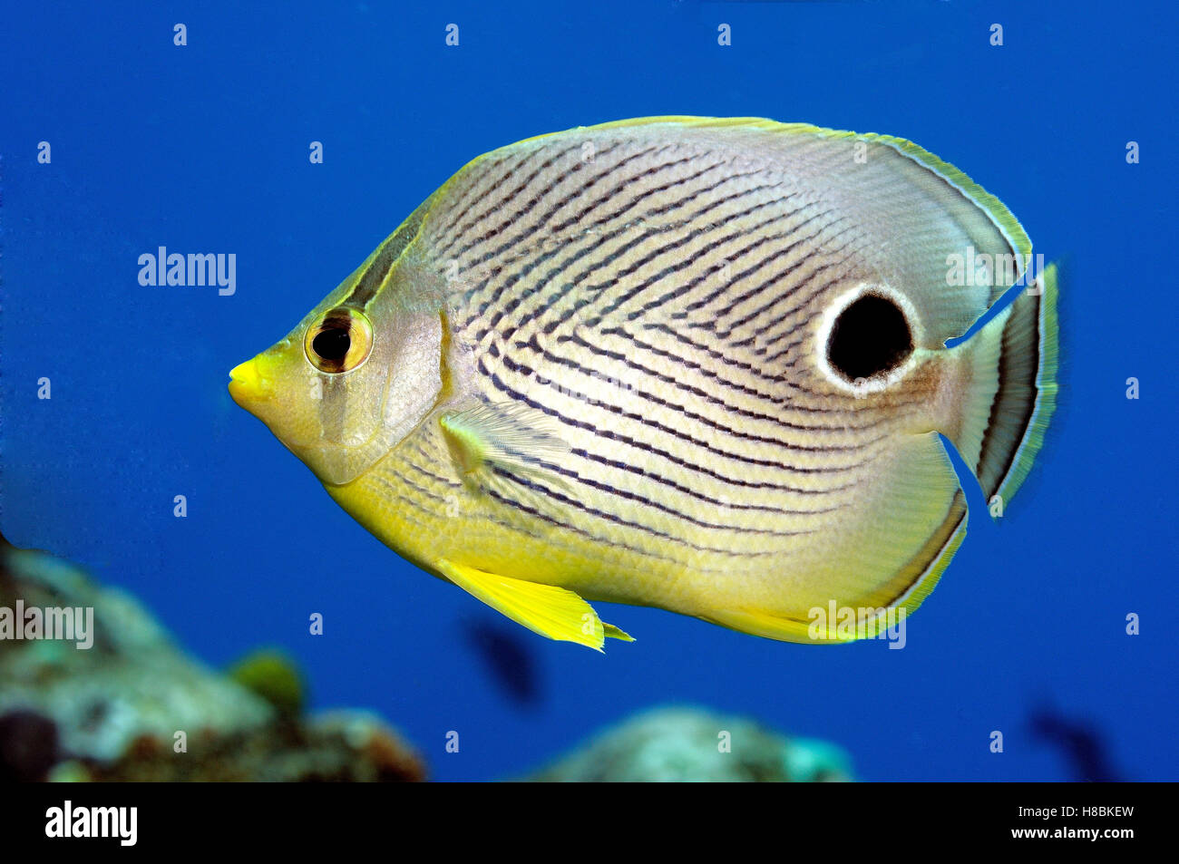Foureye Butterflyfish (Chaetodon capistratus) showing eyespot, Saba ...