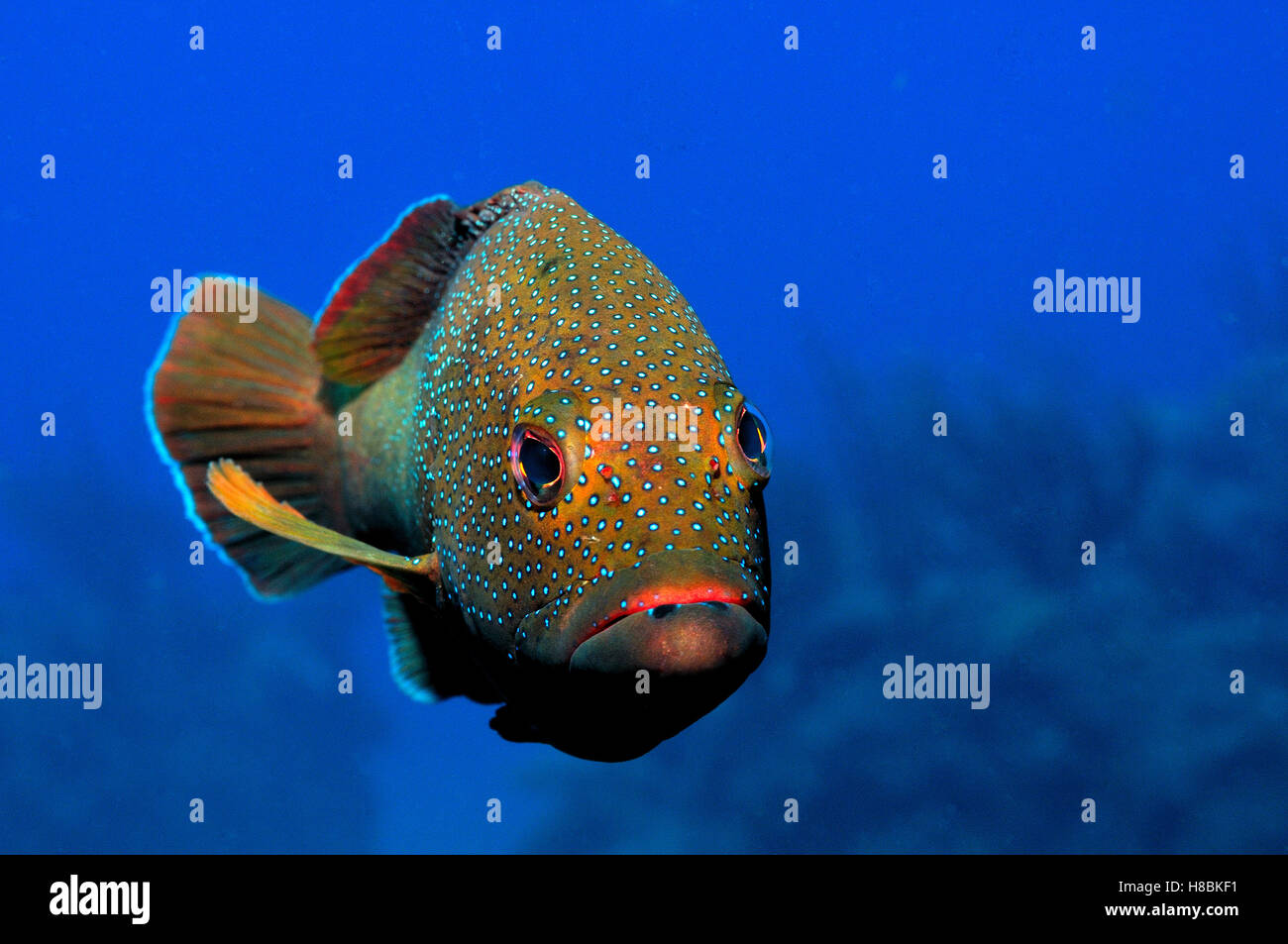 Coney Fish (Cephalopholis fulva), Saba, Caribbean Stock Photo - Alamy