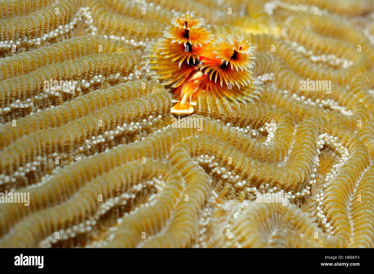 Christmas Tree Worm (Spirobranchus giganteus) on stony coral, Saba ...