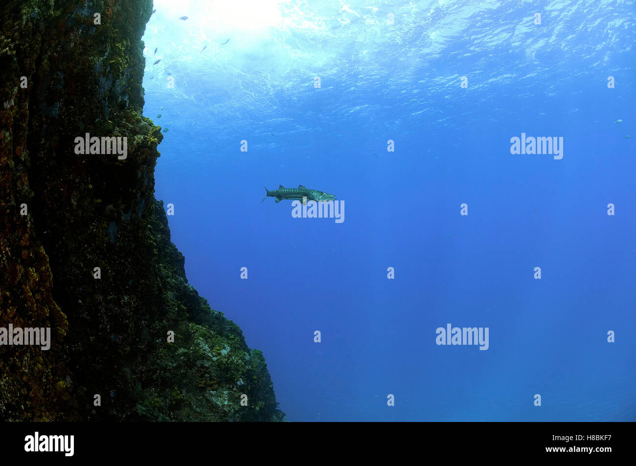 Great Barracuda (Sphyraena barracuda), Saba, Caribbean Stock Photo - Alamy