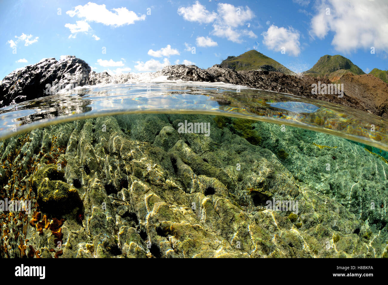 Tidepool, Saba, Caribbean Stock Photo - Alamy