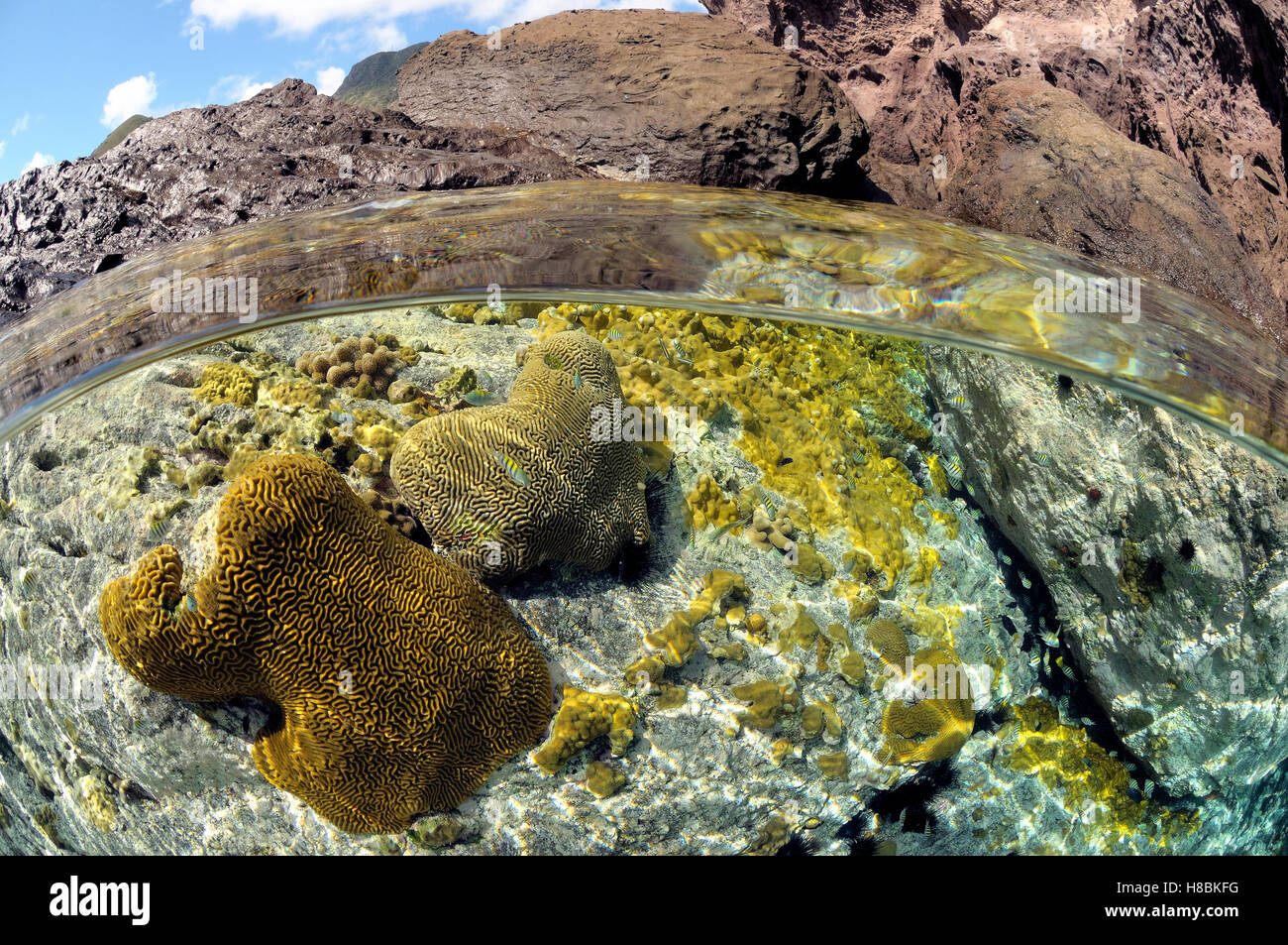 Tidepool, Saba, Caribbean Stock Photo - Alamy
