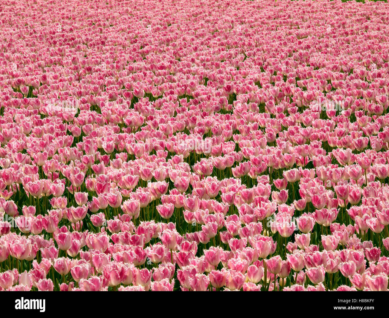 Tulip (Tulipa sp) field, Den Helder, Noord-Holland, Netherlands Stock ...