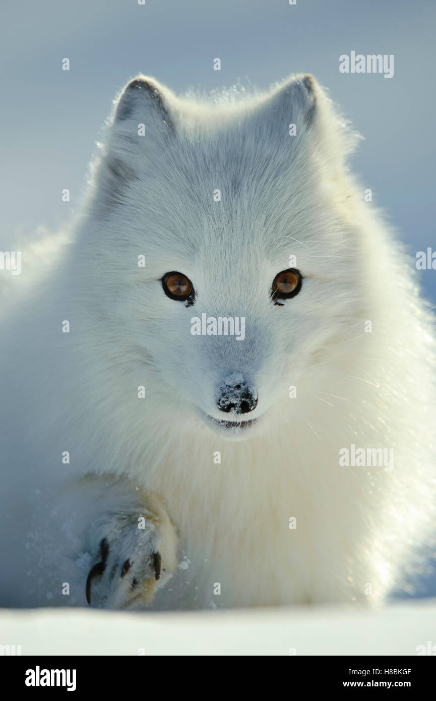 Arctic Fox (Alopex lagopus) in the snow, Flatanger, Norway Stock Photo ...