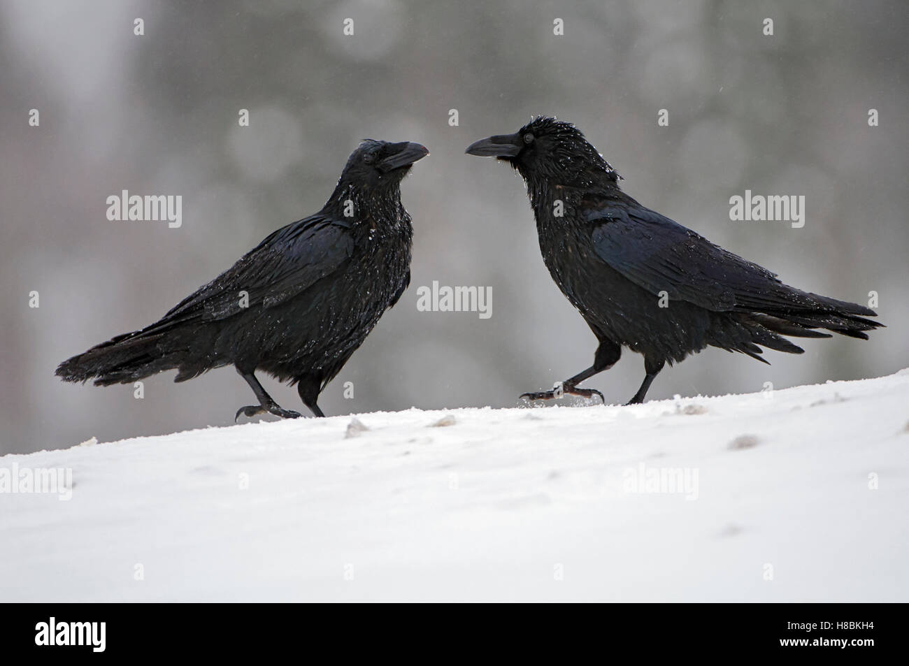 Common Raven (Corvus corax) pair in snow, Flatanger, Norway Stock Photo ...