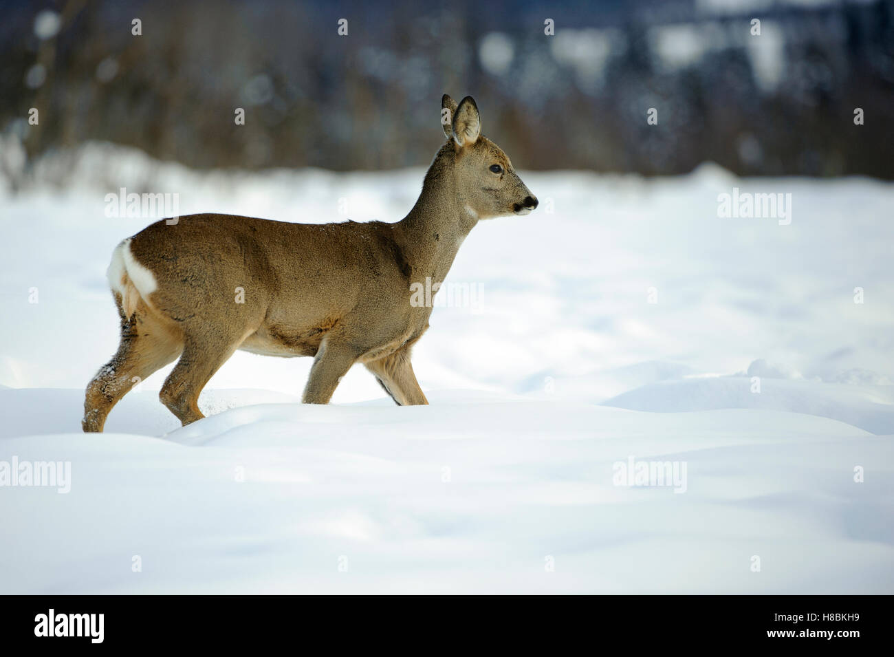 Western Roe Deer (Capreolus capreolus) doe walking through the snow ...