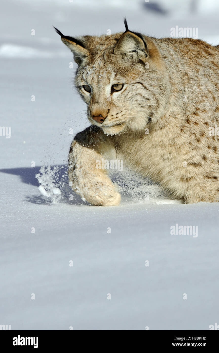 Eurasian Lynx (Lynx lynx) walking in the snow, Flatanger, Norway Stock ...