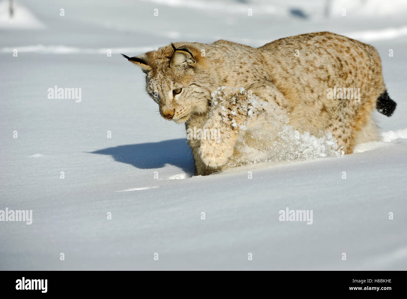Eurasian Lynx (Lynx lynx) walking in snow, Flatanger, Norway Stock ...