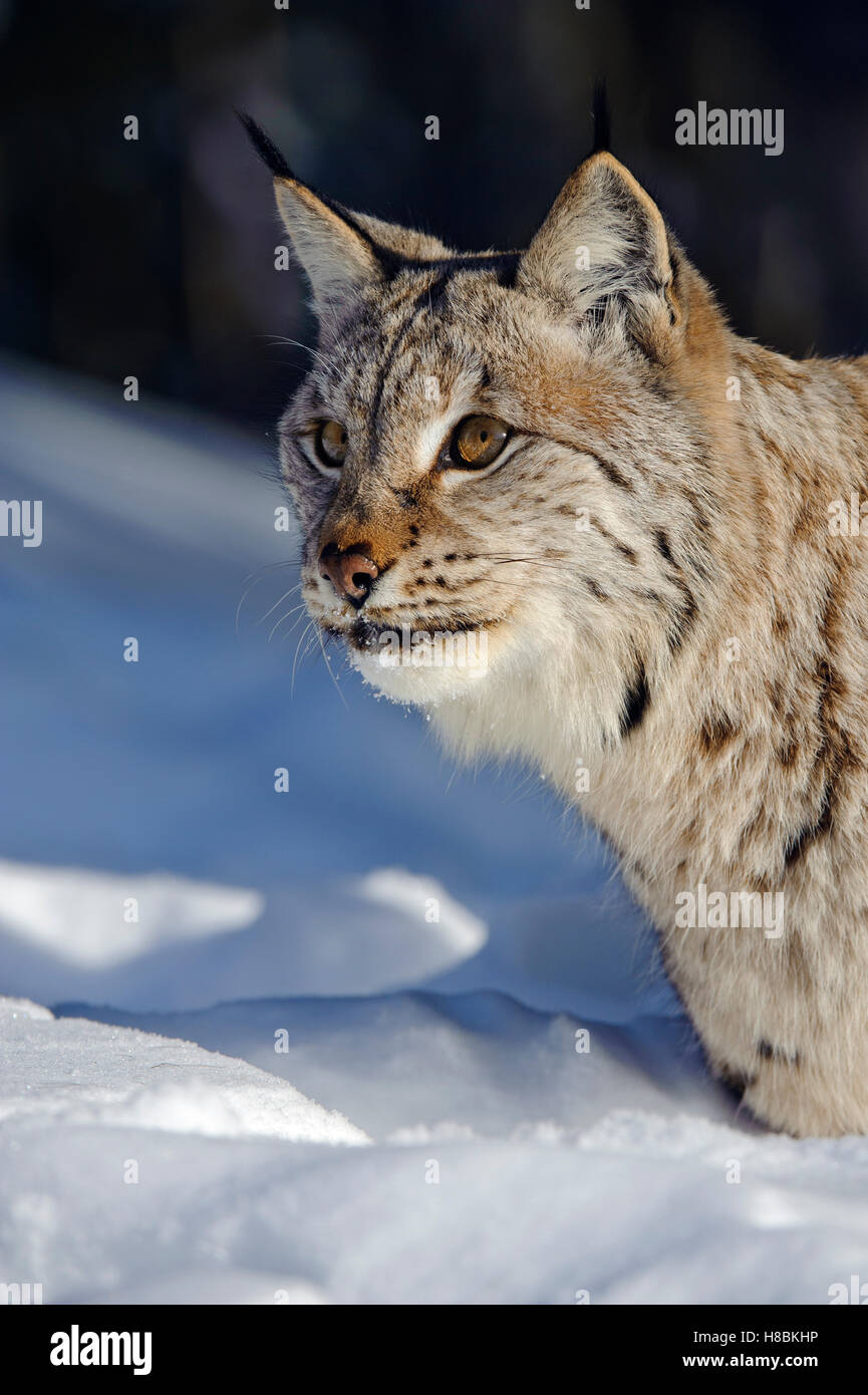 Eurasian Lynx (Lynx lynx) in snow, Flatanger, Norway Stock Photo - Alamy