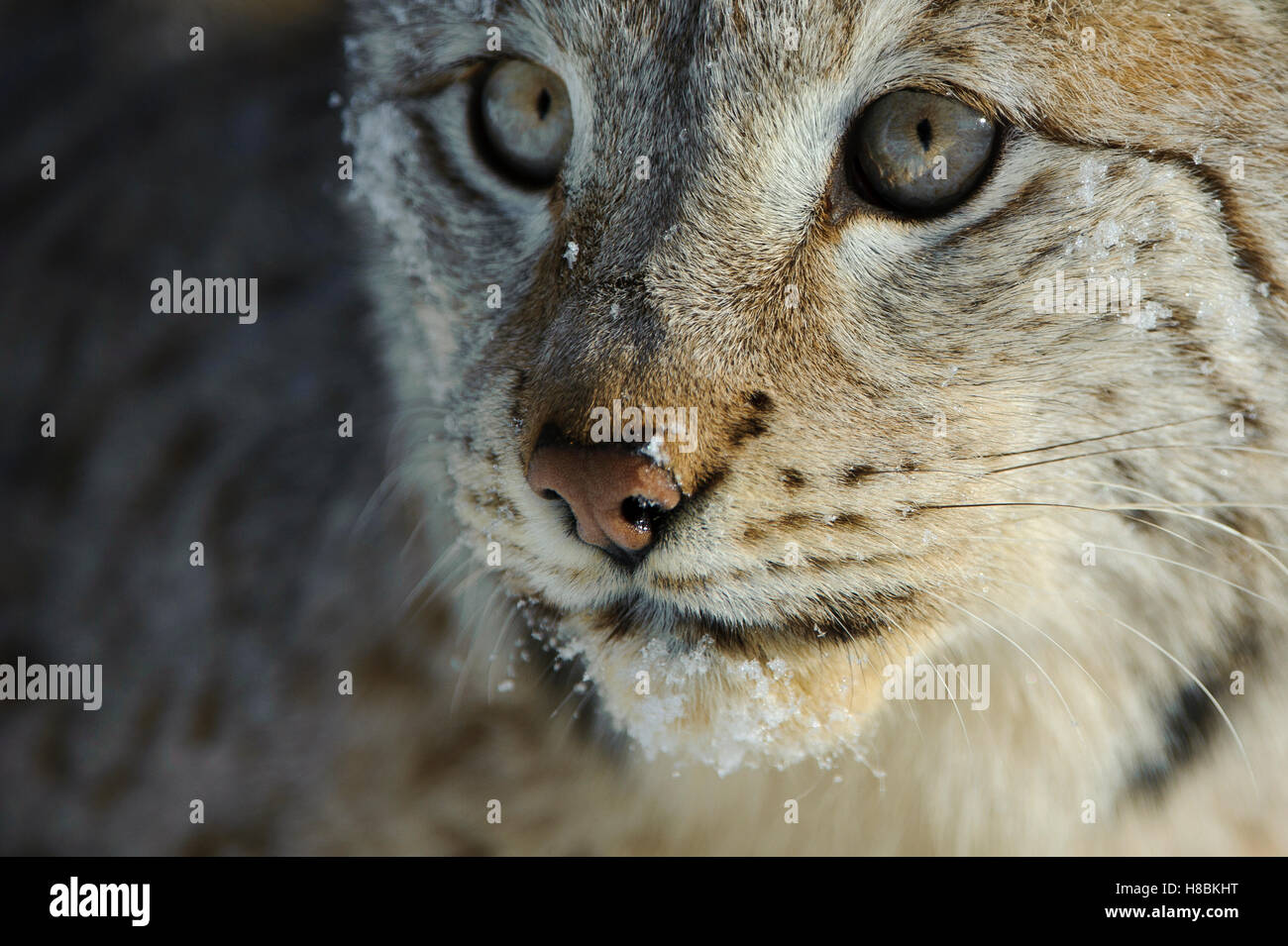 Eurasian Lynx (Lynx lynx), Flatanger, Norway Stock Photo - Alamy