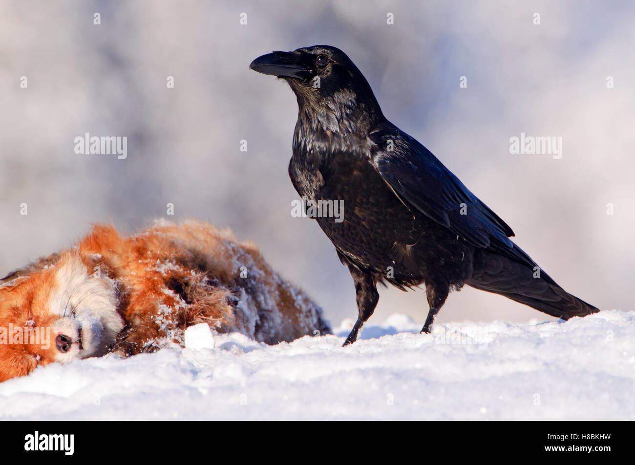 Common Raven (Corvus corax) in snow next to dead Red Fox (Vulpes vulpes ...