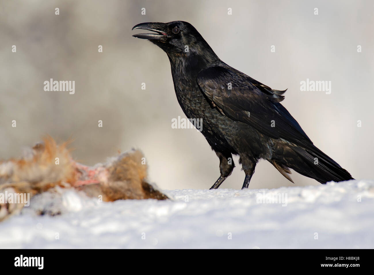 Common Raven (Corvus corax) calling in snow next to Red Fox (Vulpes ...