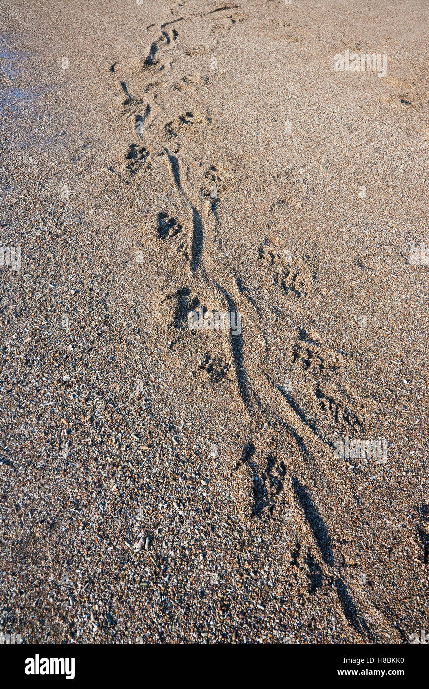 Komodo Dragon (Varanus komodoensis) tracks in the sand, Komodo Island ...