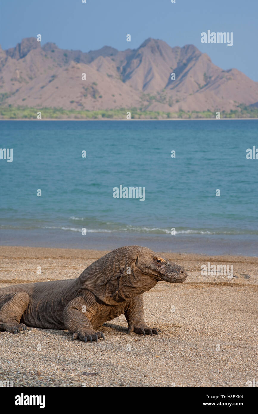 Komodo Dragon (Varanus komodoensis) on the beach, Komodo Island, Komodo ...