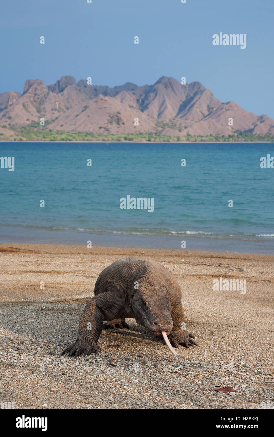 Komodo Dragon (Varanus komodoensis) with tongue extended, Komodo Island ...