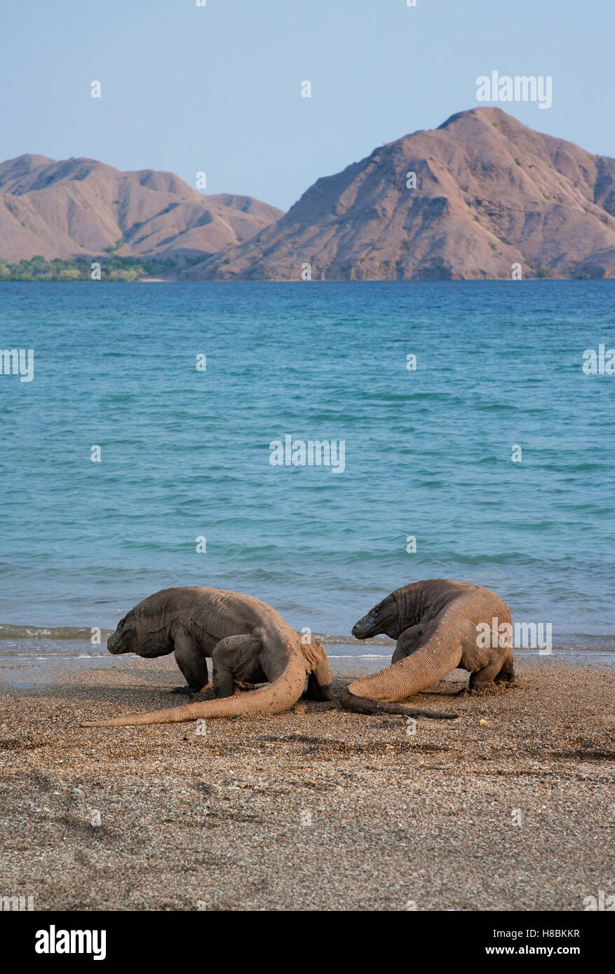 Komodo Dragon (Varanus komodoensis) pair on beach, Komodo Island ...