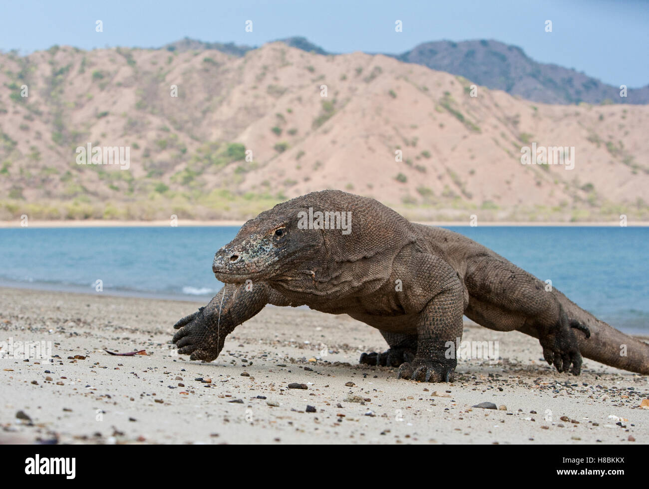 Komodo Dragon (Varanus komodoensis) walking on beach, Komodo Island ...