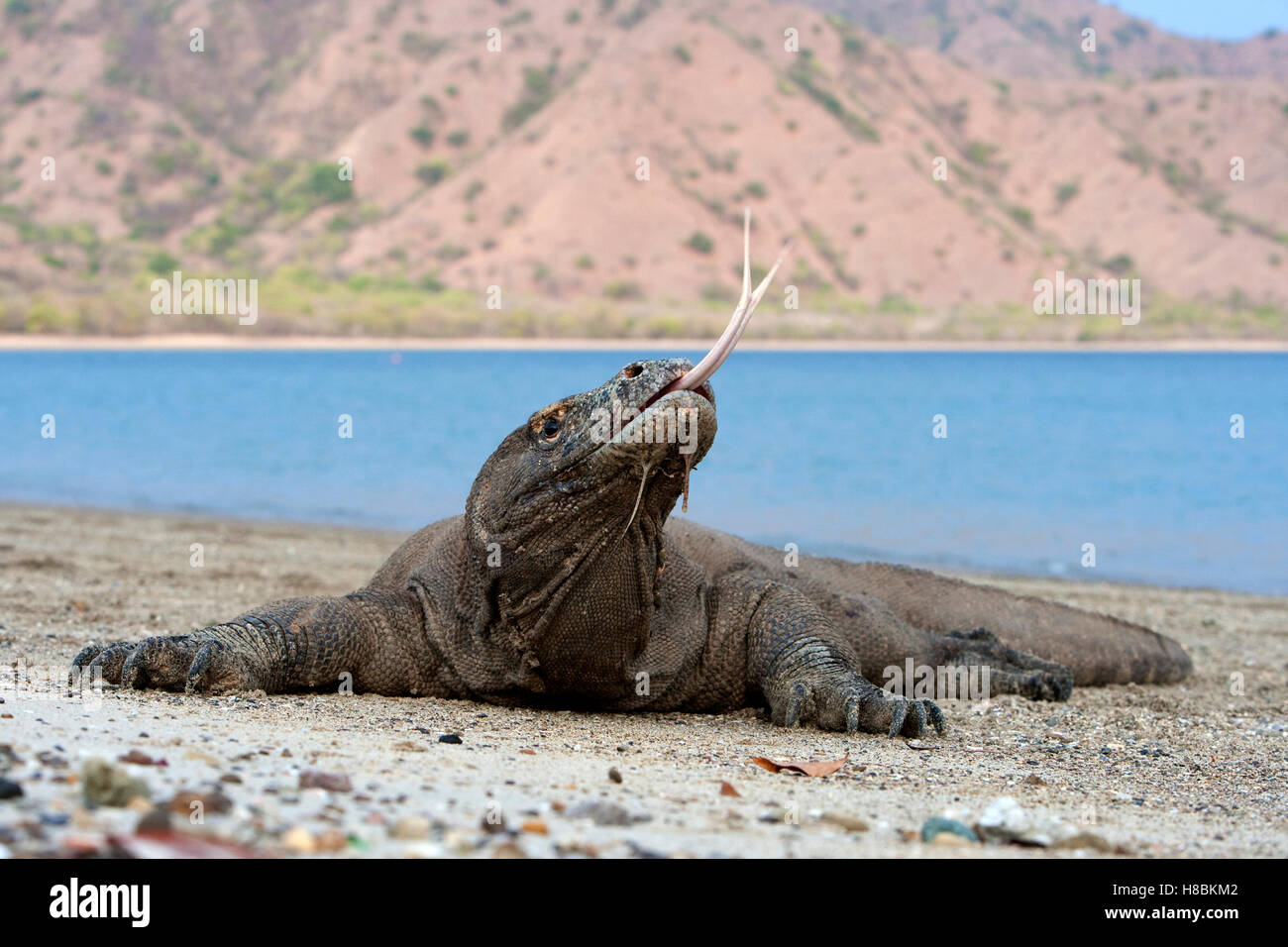 Komodo Dragon (Varanus komodoensis) on beach with tongue fully extended ...