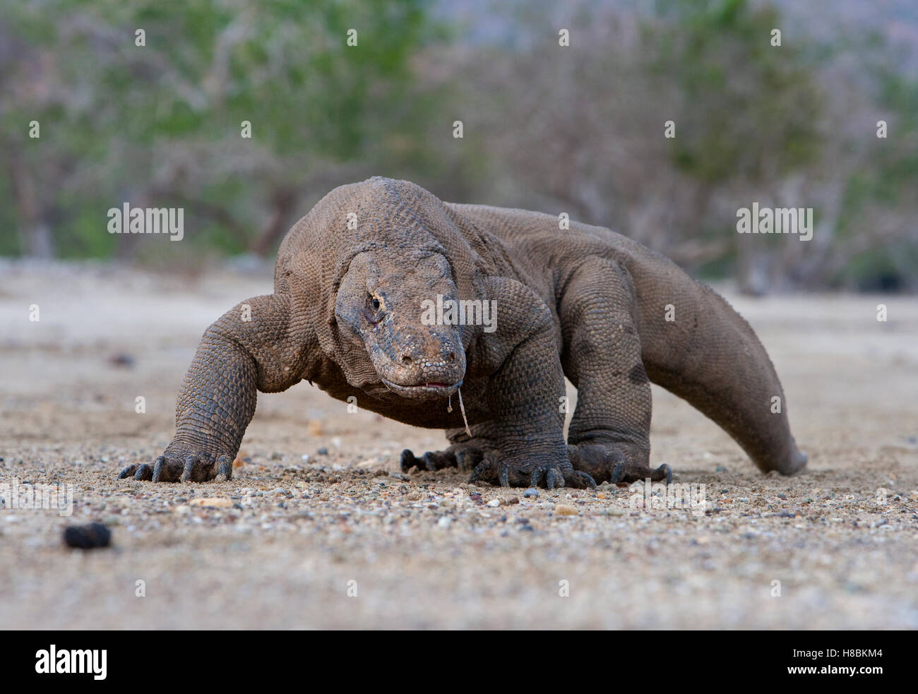 Komodo Dragon (Varanus komodoensis), Komodo Island, Komodo National ...