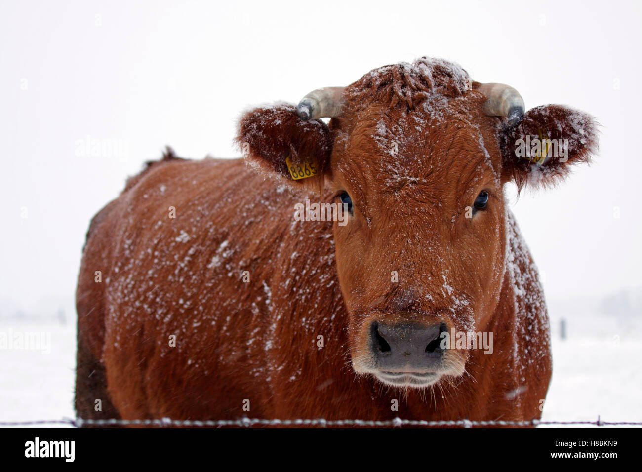Domestic Cattle (Bos taurus) cow in the snow, Hoogeloon, Noord-Brabant ...