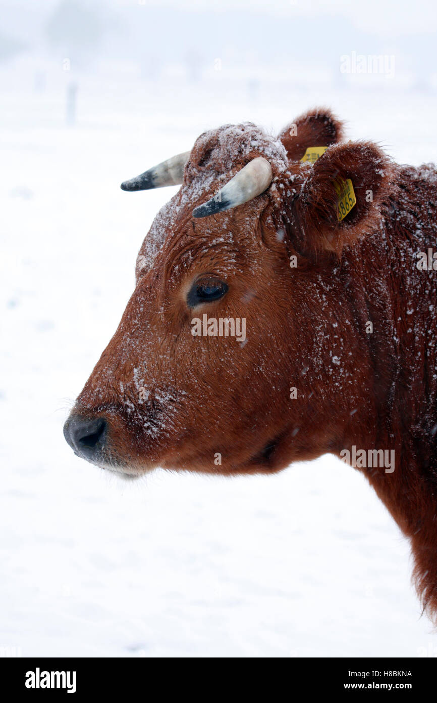 Domestic Cattle (Bos taurus) cow in the snow, Hoogeloon, Noord-Brabant ...
