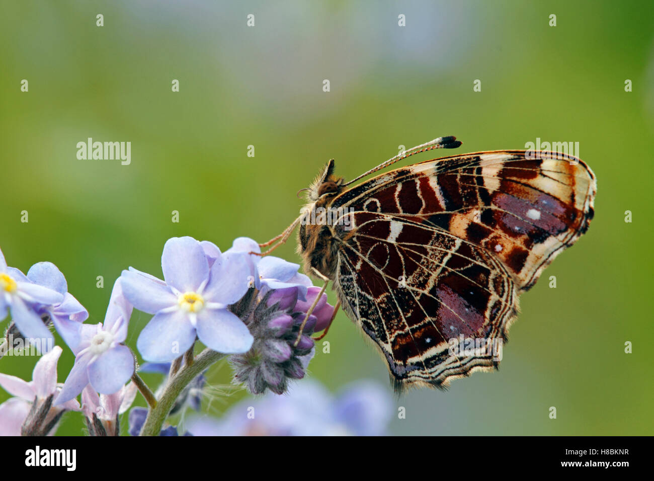 Map Butterfly (Araschnia levana) on Forget-me-not (Myosotis sp ...