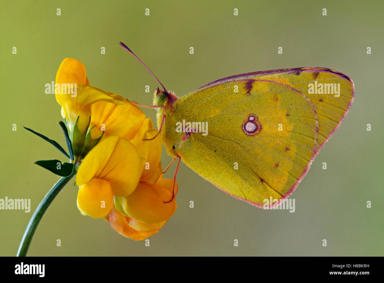 Clouded Yellow (Colias croceus) on flower, Pruggern, Styria, Austria ...