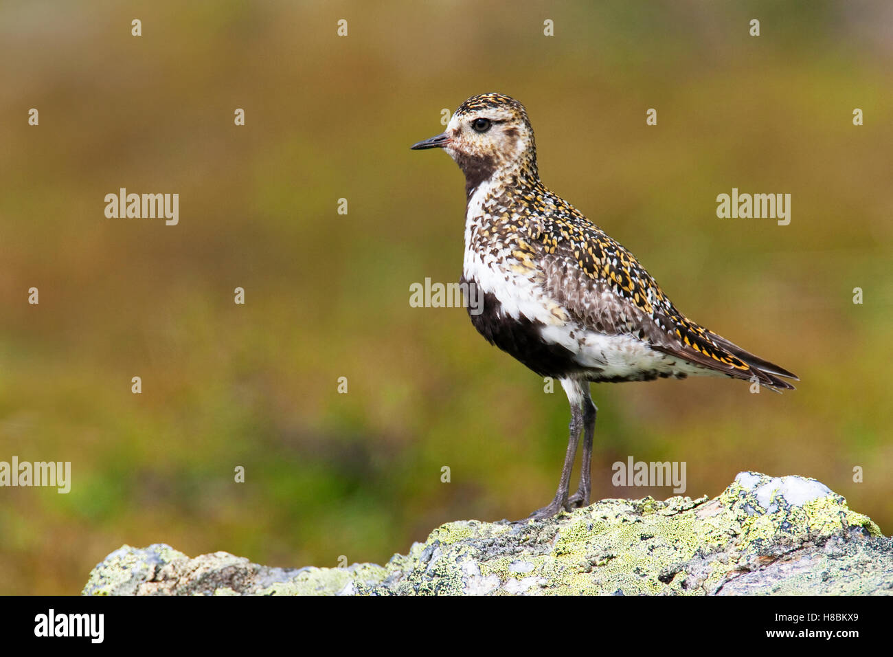 Golden Plover (Pluvialis apricaria) female, Stekenjokk, Sweden Stock ...