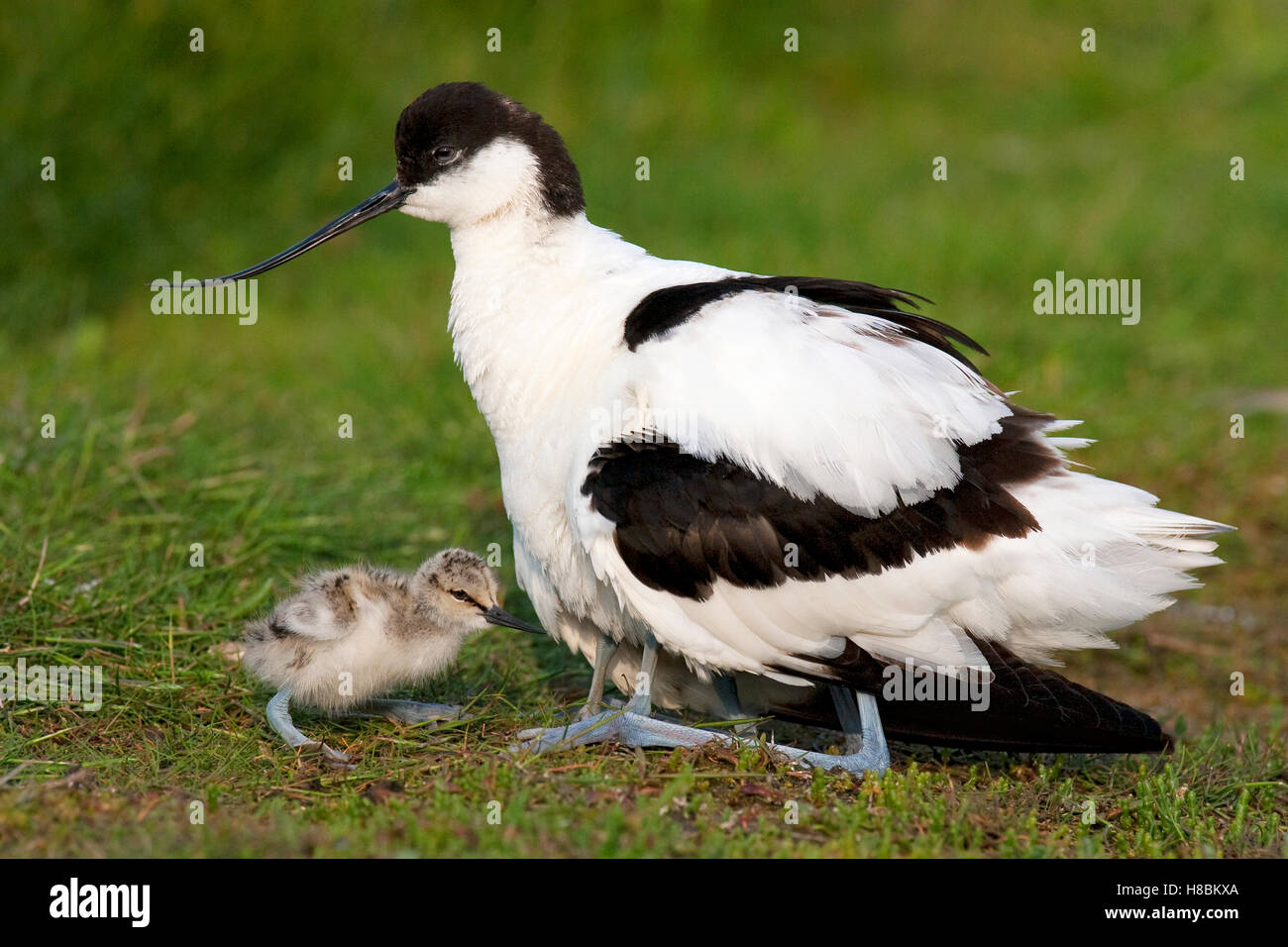 Pied Avocet (Recurvirostra avosetta) female with chicks, Texel, Noord ...