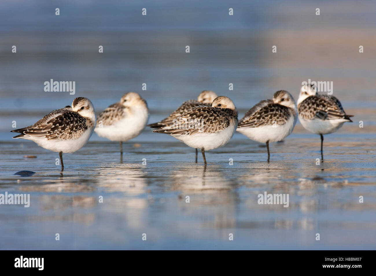 Sanderling (Calidris alba) group resting on beach, Helgoland, Germany ...
