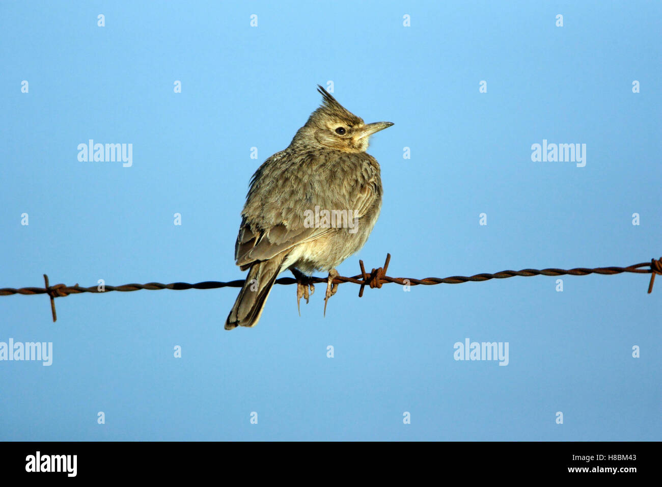 Crested Lark (Galerida cristata) on barbed wire, Alentejo, Portugal ...