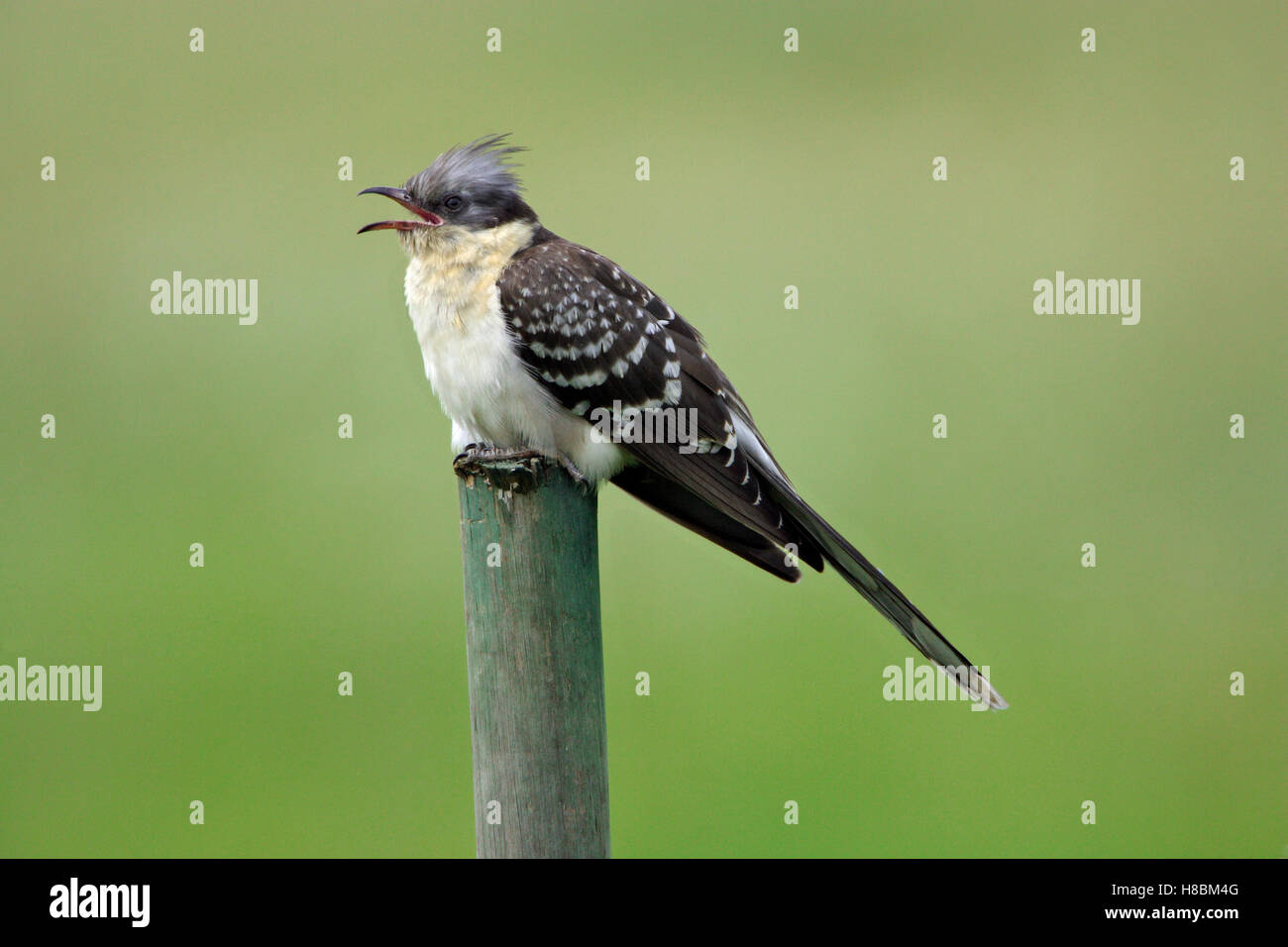 Great Spotted Cuckoo (Clamator glandarius) calling, Alentejo, Portugal ...