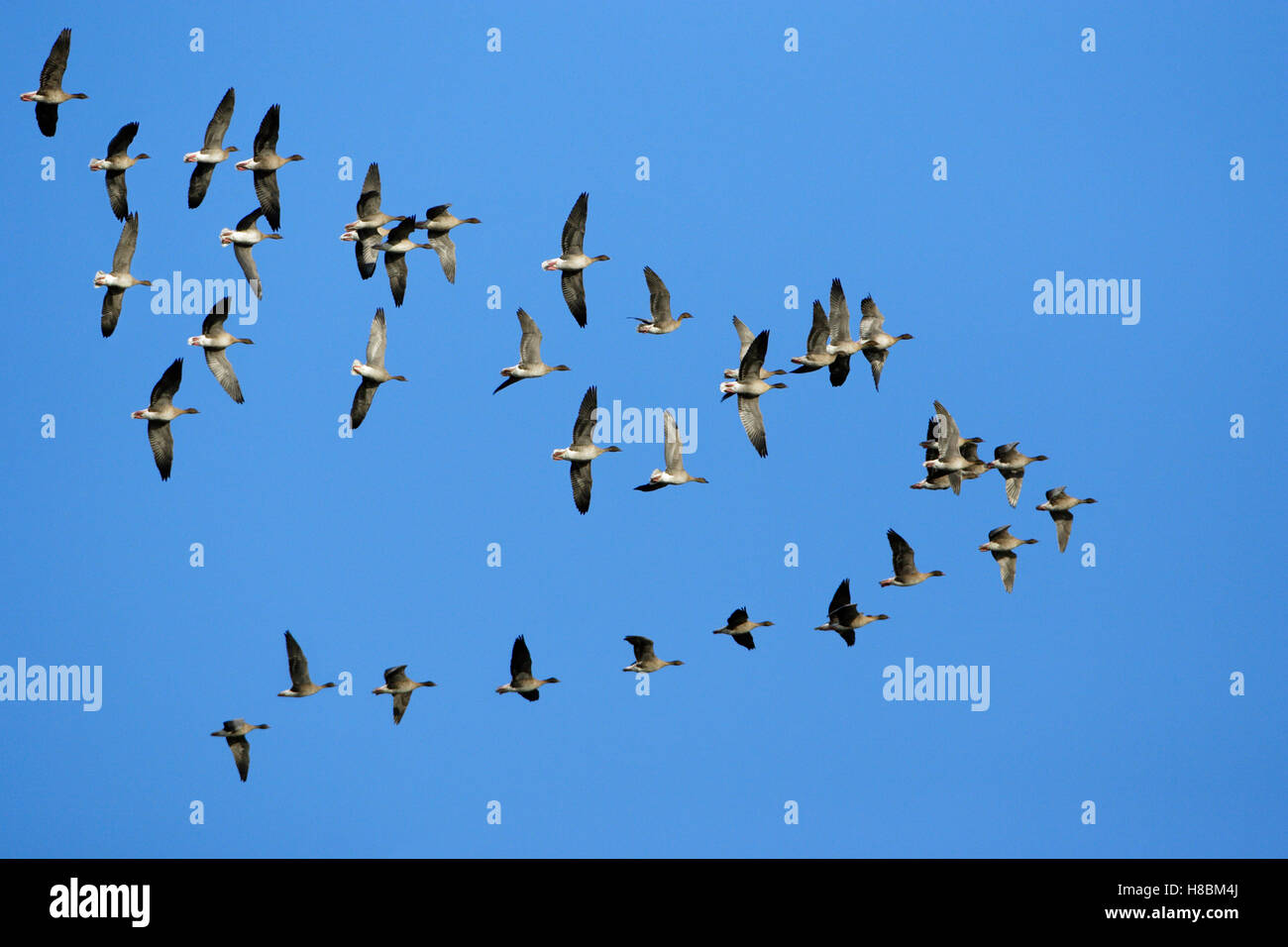 Pink-footed Goose (Anser brachyrhynchus) flock flying in formation ...