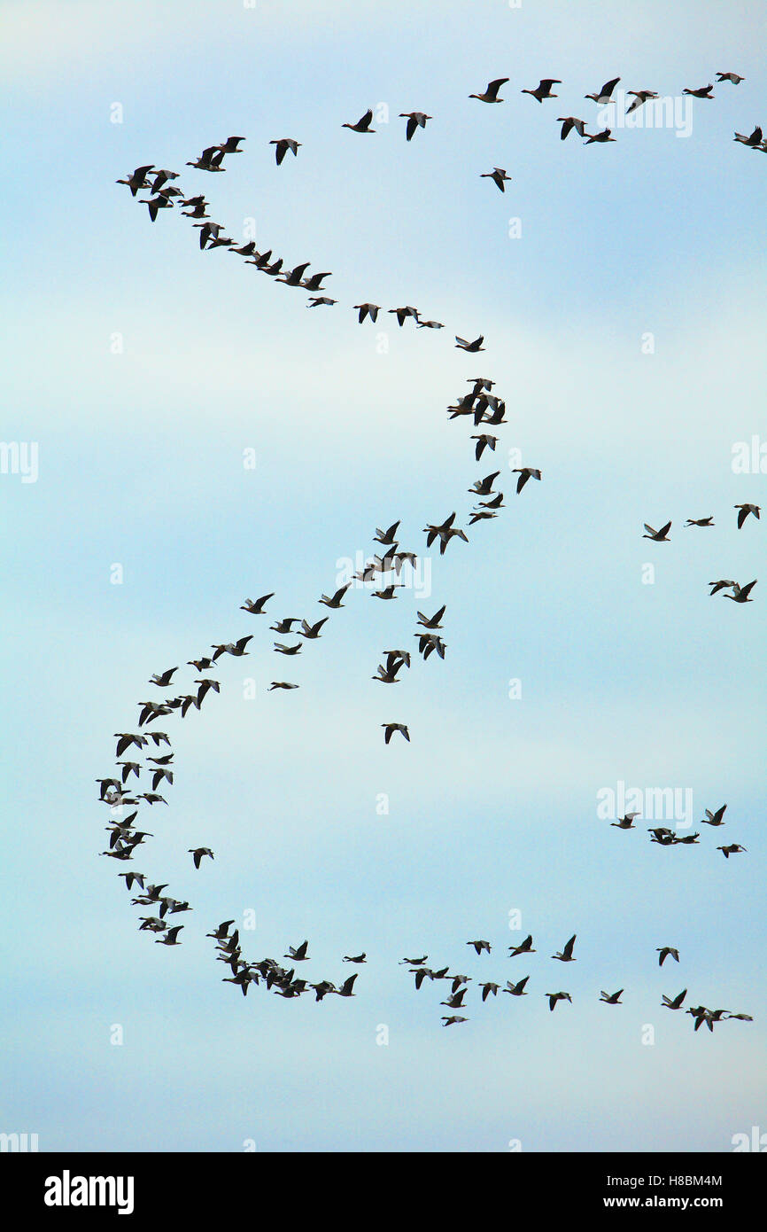 Pink-footed Goose (Anser brachyrhynchus) flock flying in disorganized ...