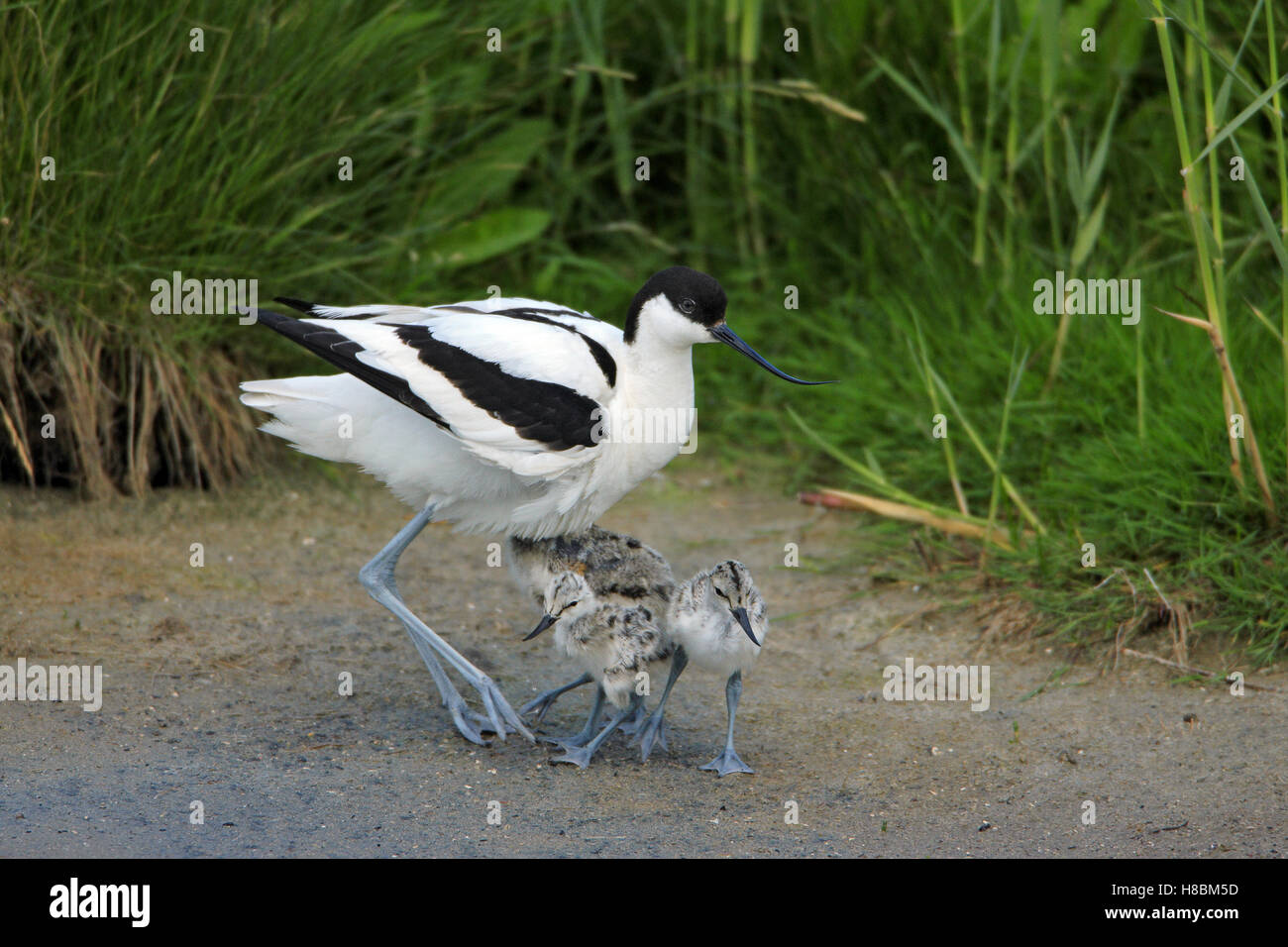 Pied Avocet (Recurvirostra avosetta) with chicks, Texel, Noord-Holland ...