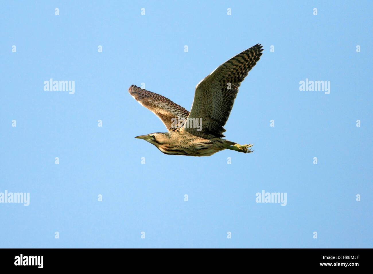 Great Bittern (Botaurus stellaris) flying, Texel, Noord-Holland ...