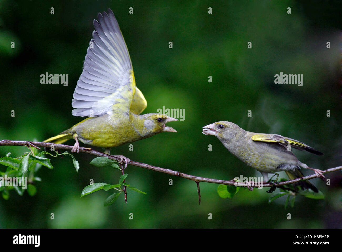 European Greenfinch (Chloris chloris) displaying and exchanging food ...
